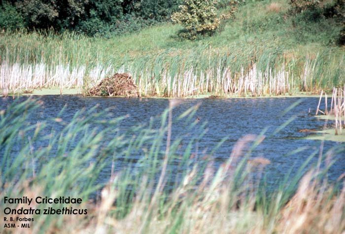 Common Muskrat | American Society of Mammalogists
