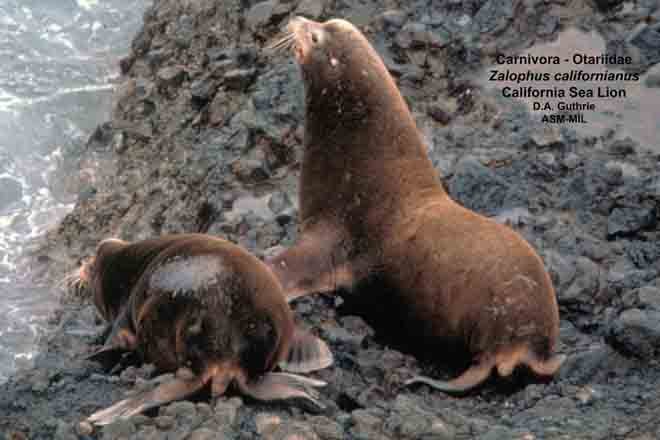 California Sea Lion | American Society of Mammalogists