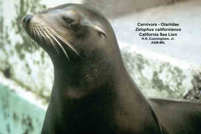 California Sea Lion | American Society of Mammalogists