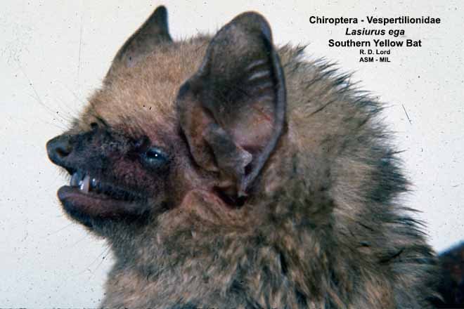 Southern Yellow Bat | American Society of Mammalogists