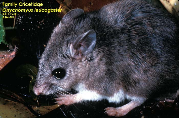 Northern Grasshopper Mouse | American Society of Mammalogists