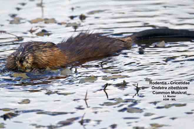 Common Muskrat | American Society of Mammalogists