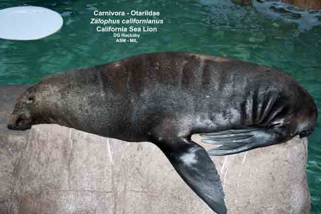 California Sea Lion | American Society of Mammalogists