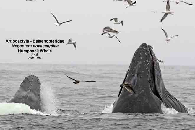 Humpback Whale | American Society of Mammalogists