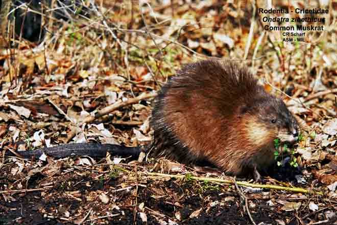Common Muskrat | American Society of Mammalogists