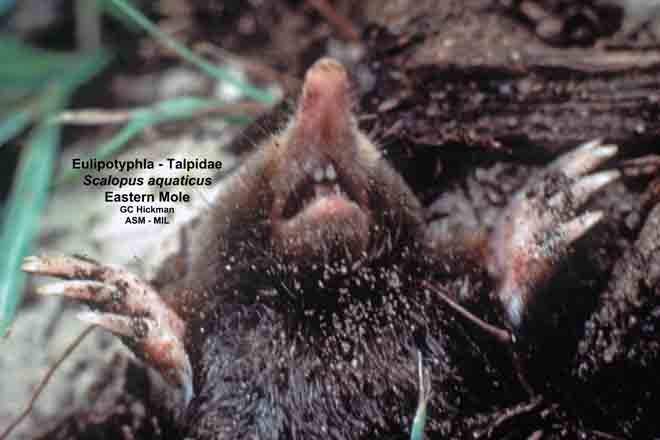 Eastern Mole | American Society of Mammalogists
